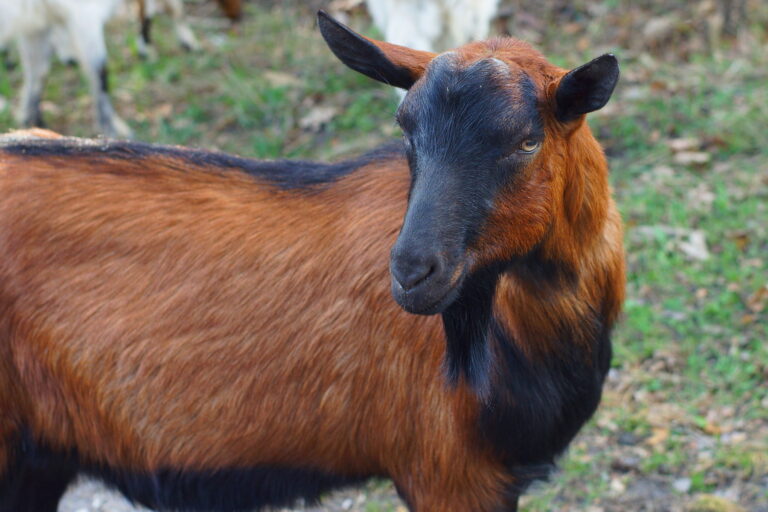 Problems With the Polled Goat - Goat Journal